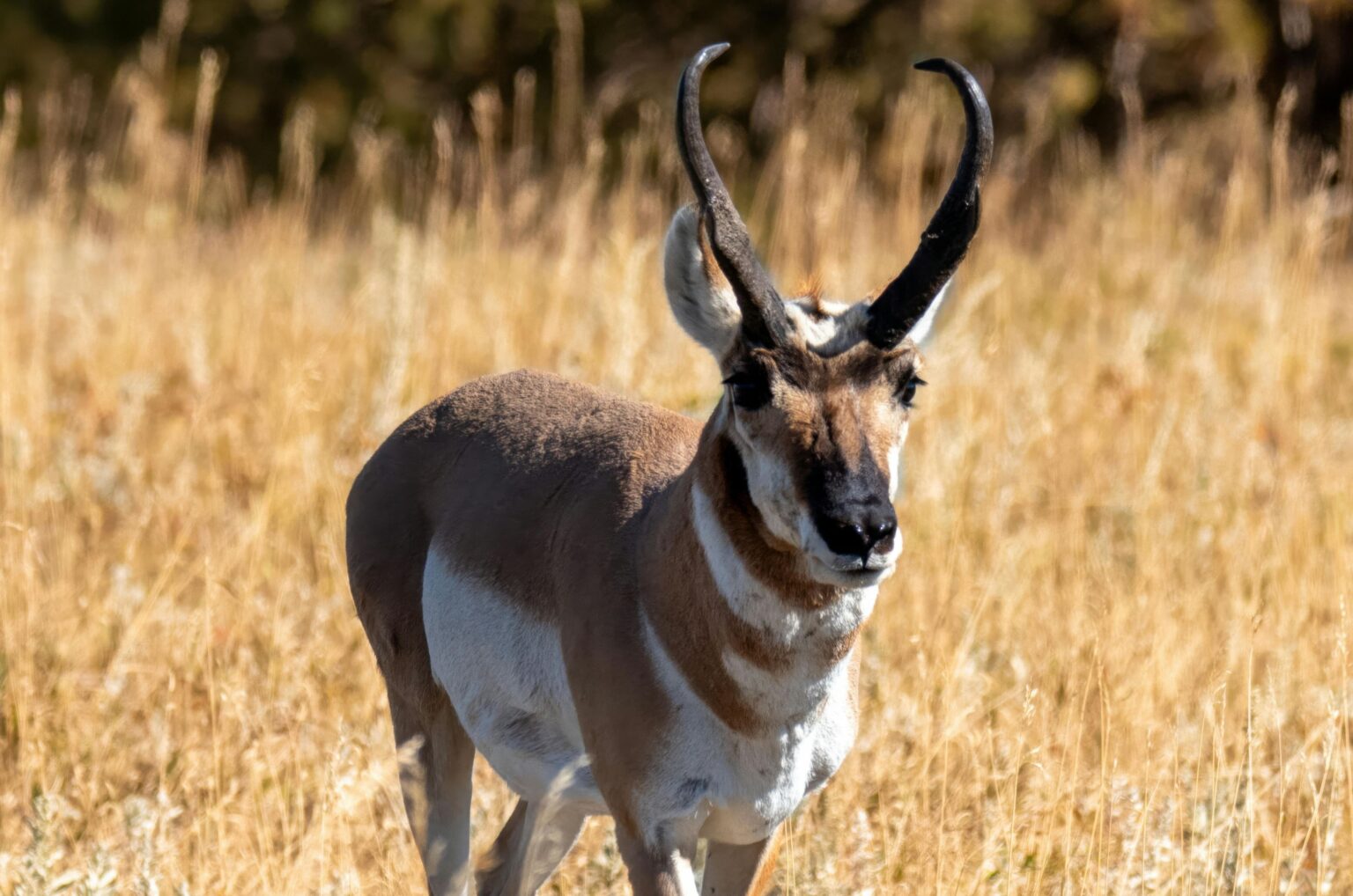 Wildlife Watching Road Trip: Wyoming, South Dakota, North Dakota ...